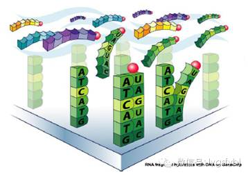 环状RNA芯片 - 山东解螺旋生物科技有限公司